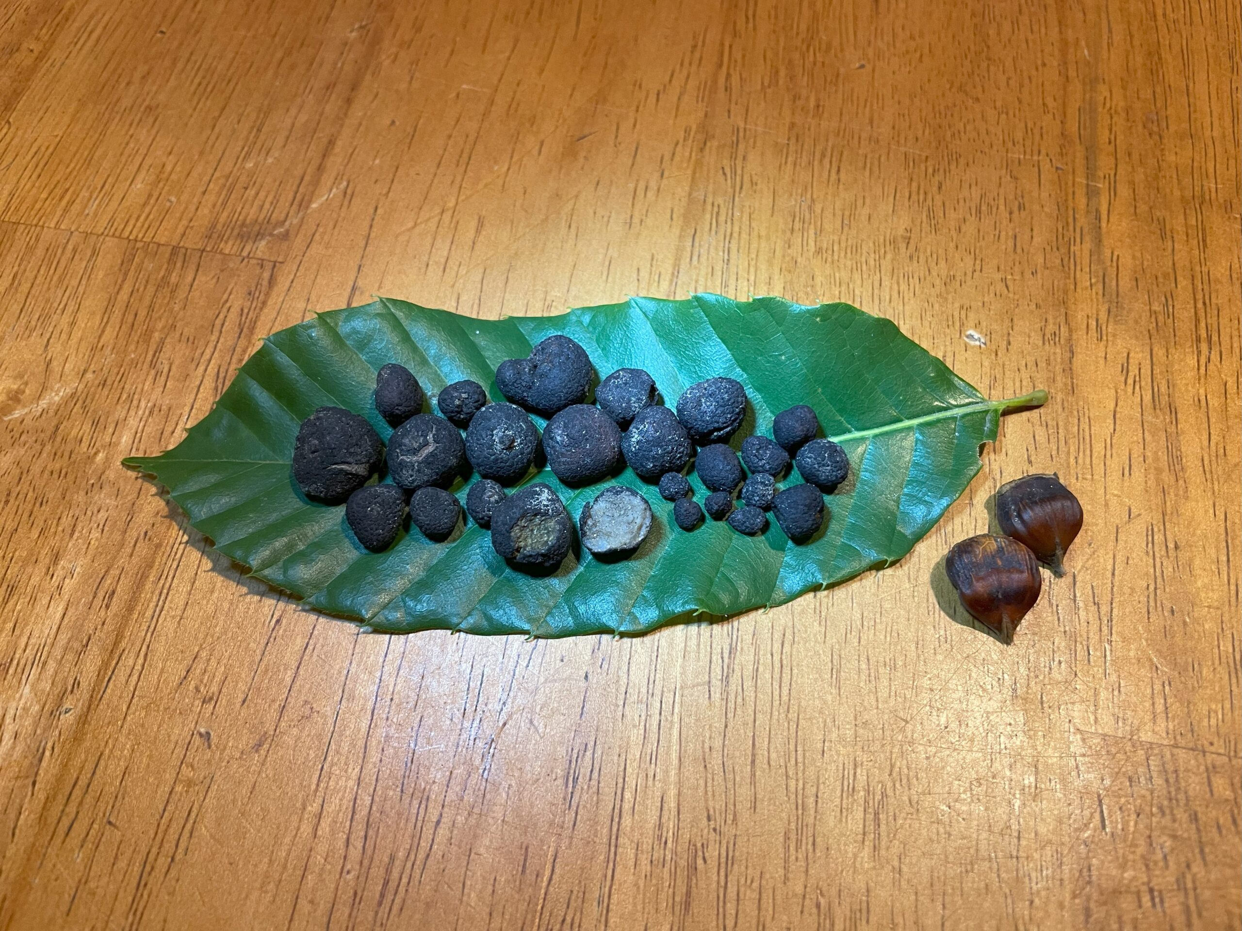 Production Updates - Carolina Truffieres